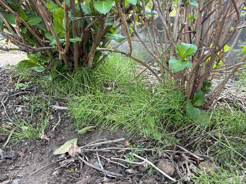 【スギナ対策の決定版】もう悩まない。「抜き取り×遮光」の合わせ技｜いろはに農園